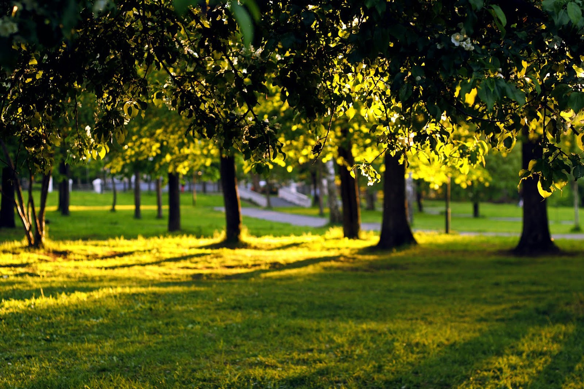 Park background ·① Download free beautiful High Resolution wallpapers ...