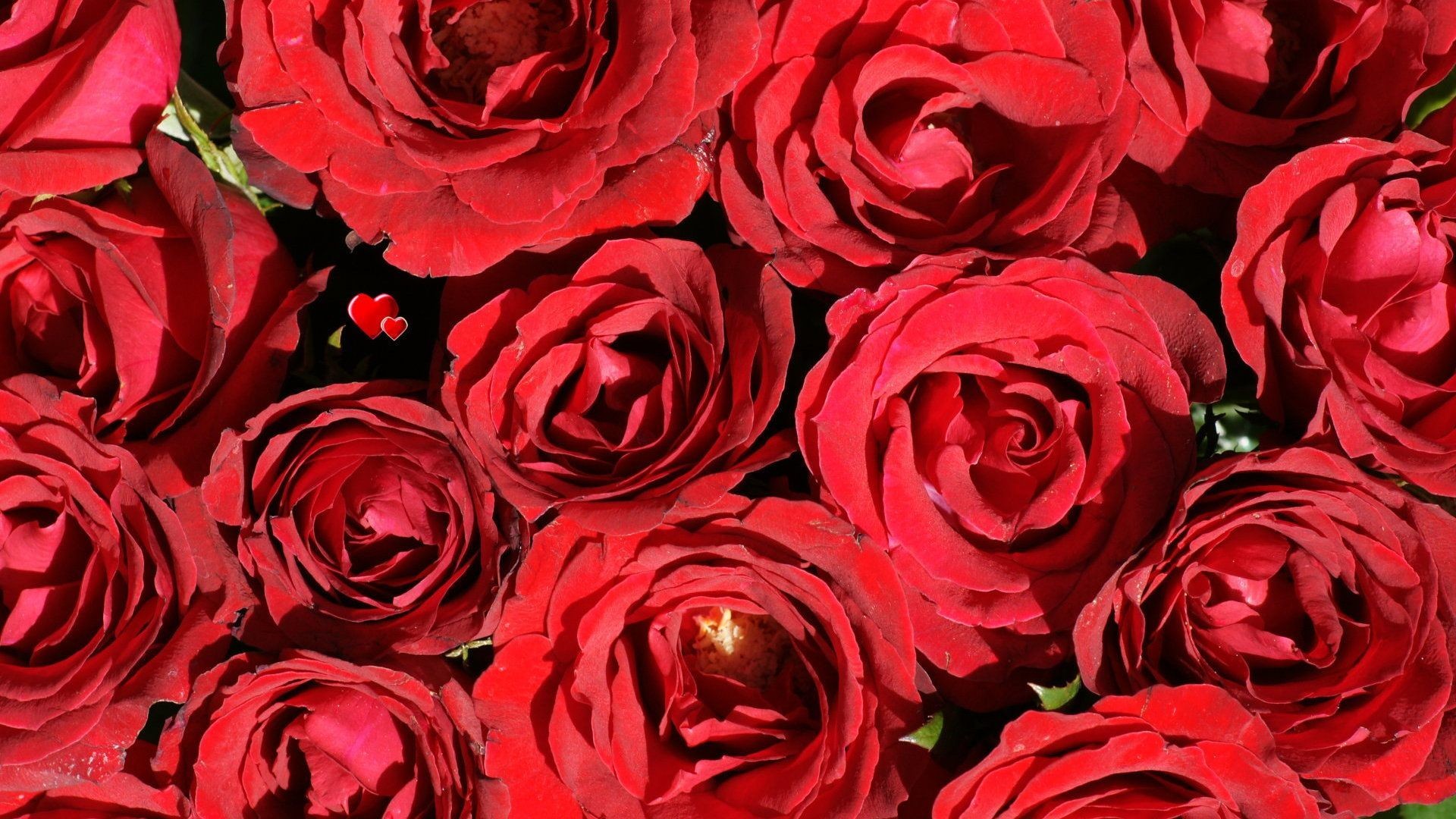 Red Roses Wallpaper ·① WallpaperTag