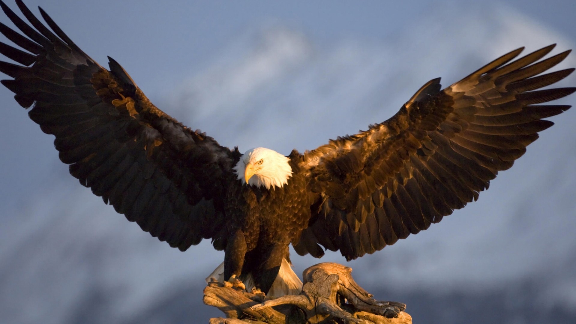 Eagles wallpaper ·① Download free amazing backgrounds for desktop and ...