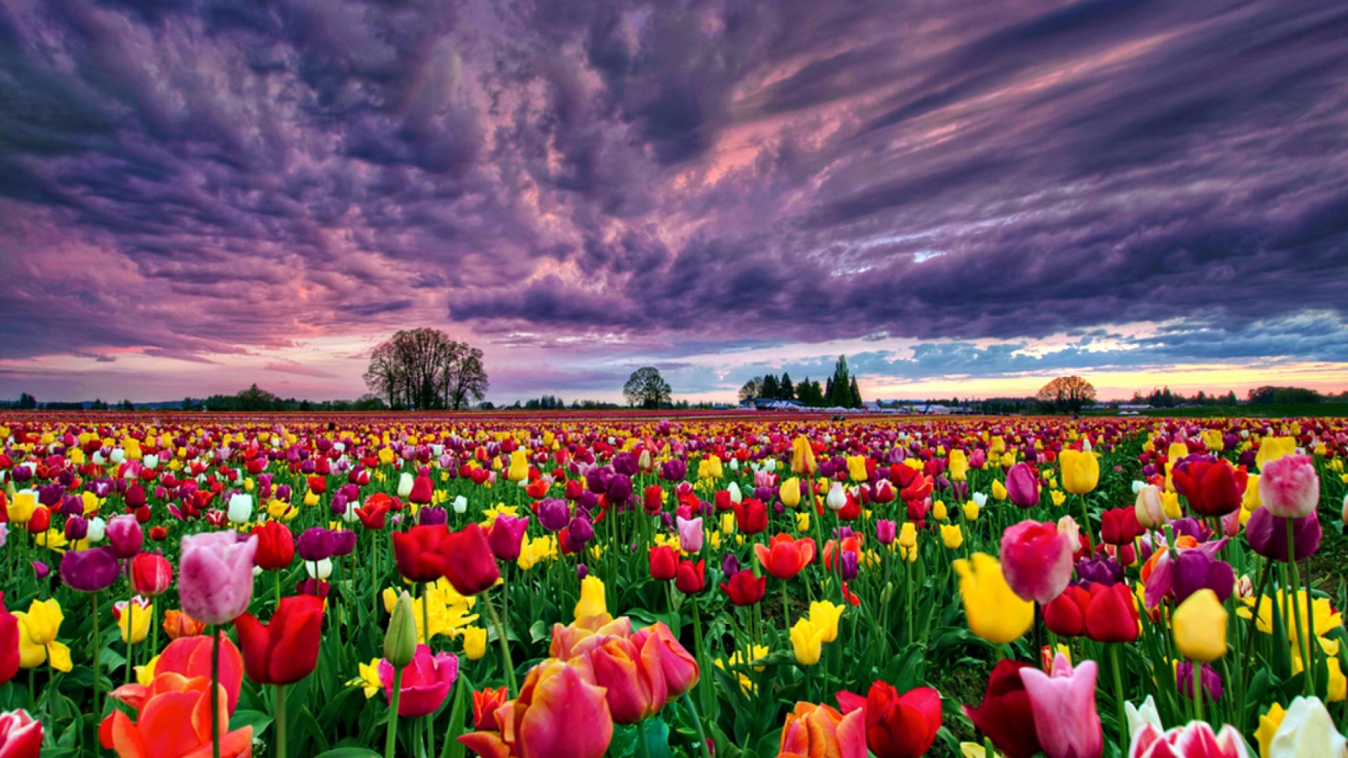 Field of Flowers Wallpaper ·① WallpaperTag