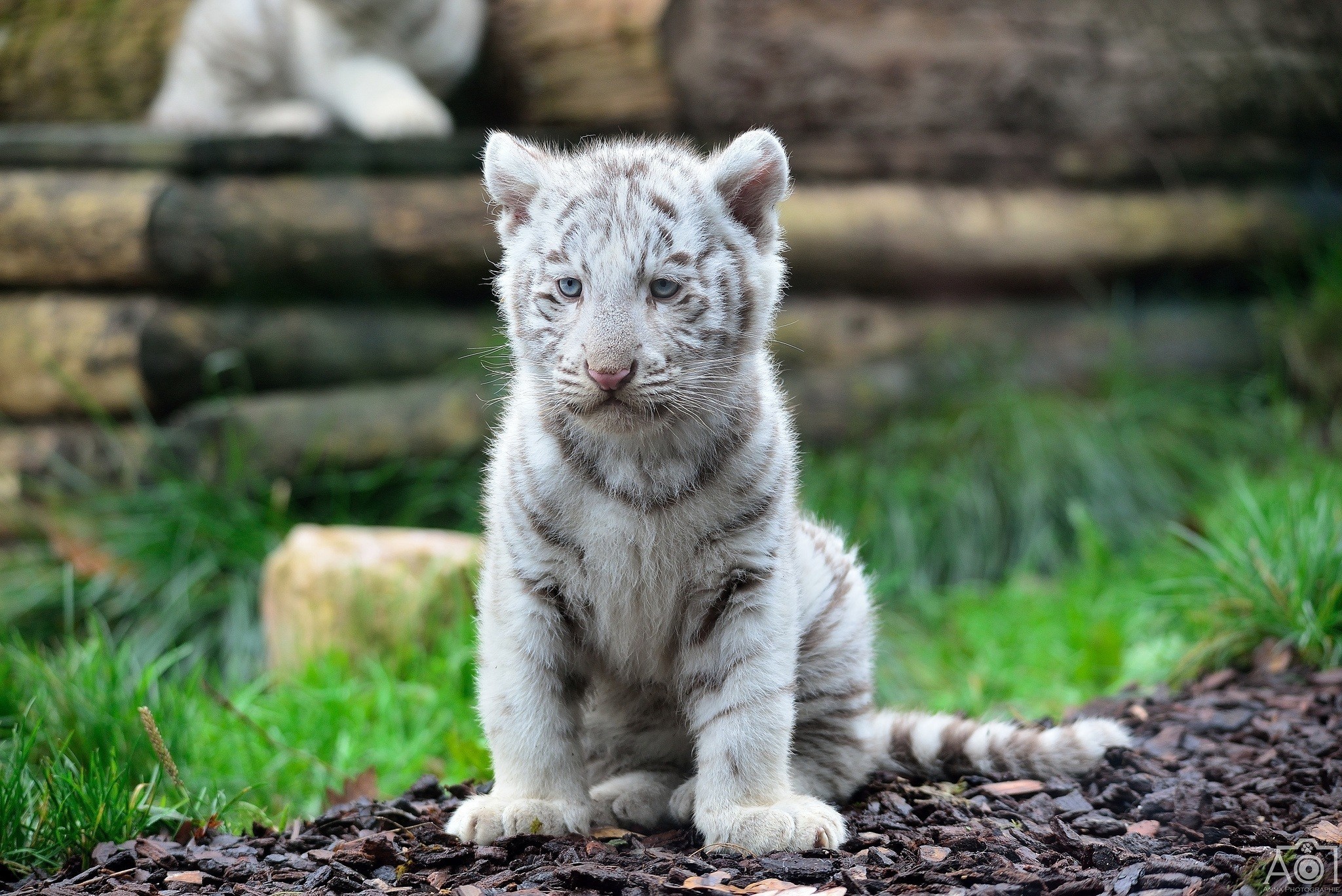 Baby White Tiger Wallpaper WallpaperTag Baby White Tiger Wallpaper WallpaperTag