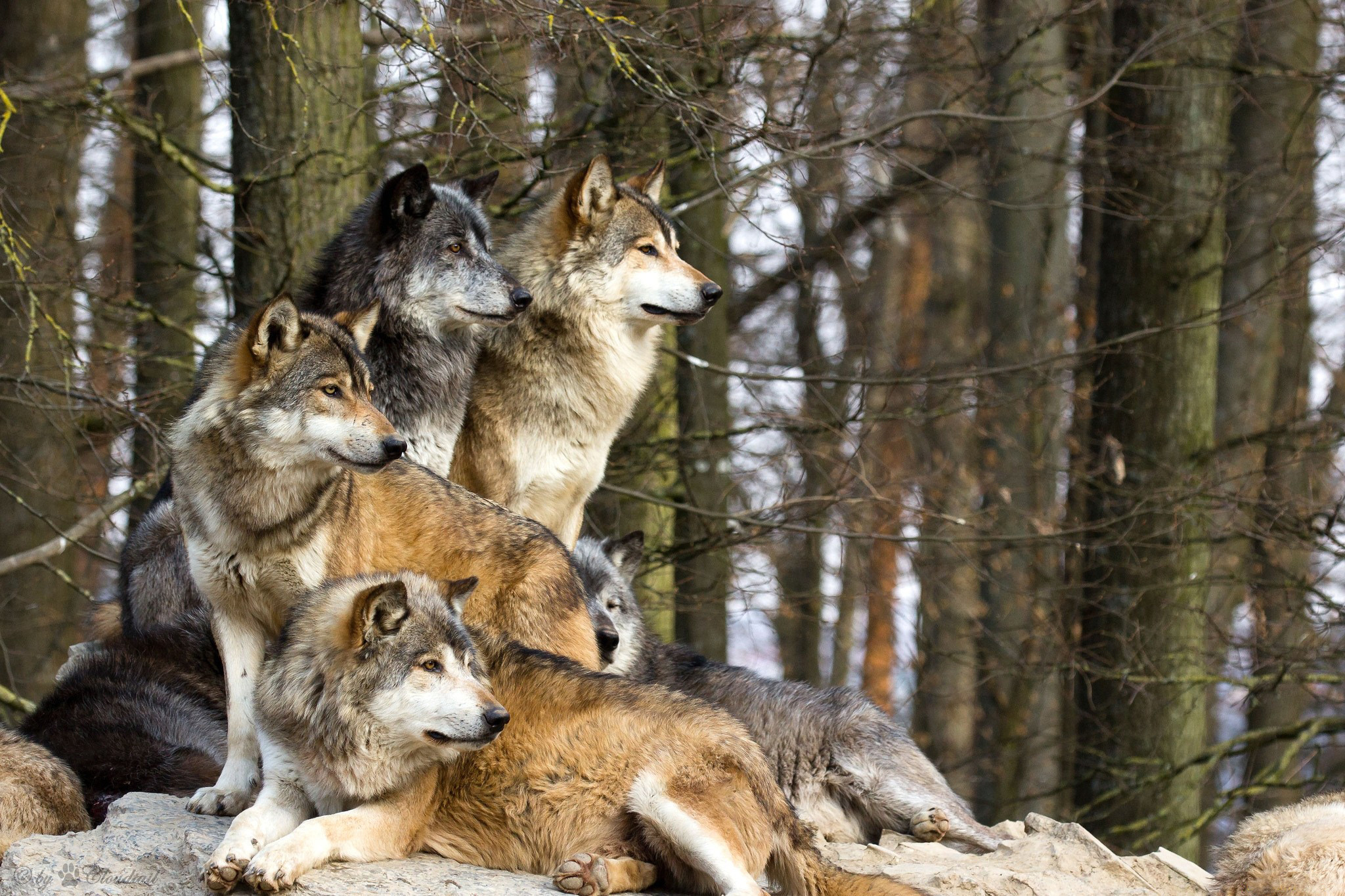 Wolfpack Wallpaper ·① WallpaperTag