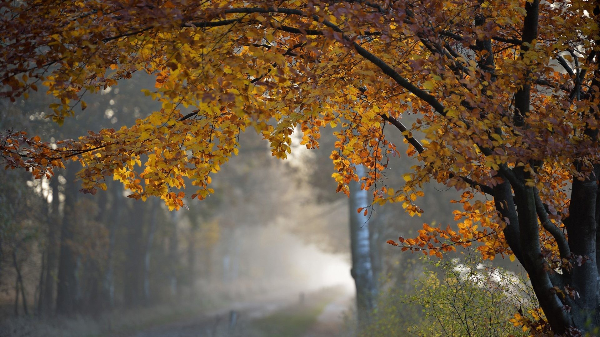 Nature Rain Wallpaper WallpaperTag