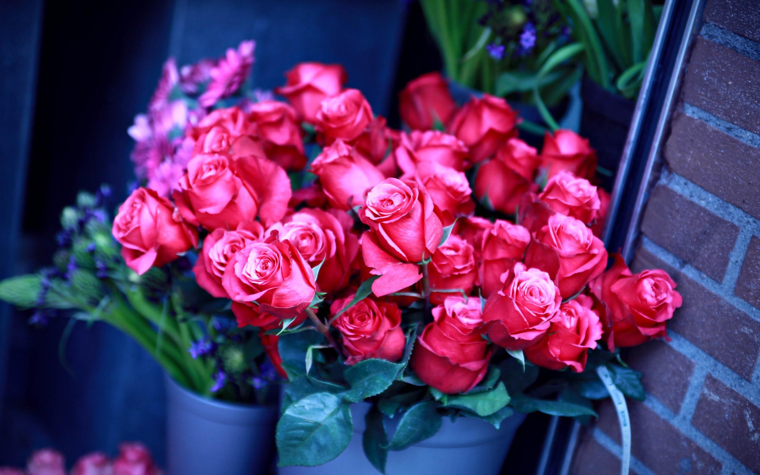 Roses wallpaper ·① Download free cool HD wallpapers for desktop ...