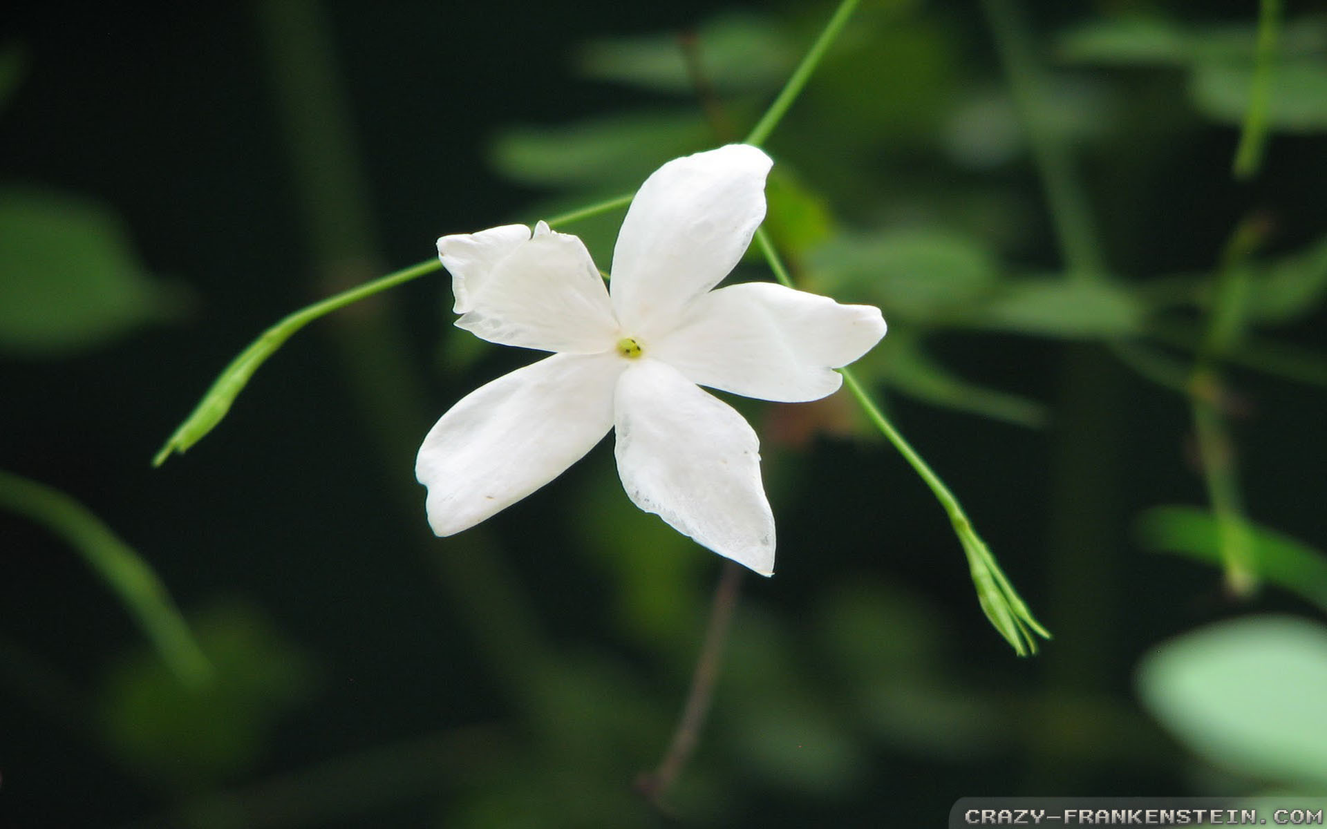 Single Flower Wallpaper ·① WallpaperTag