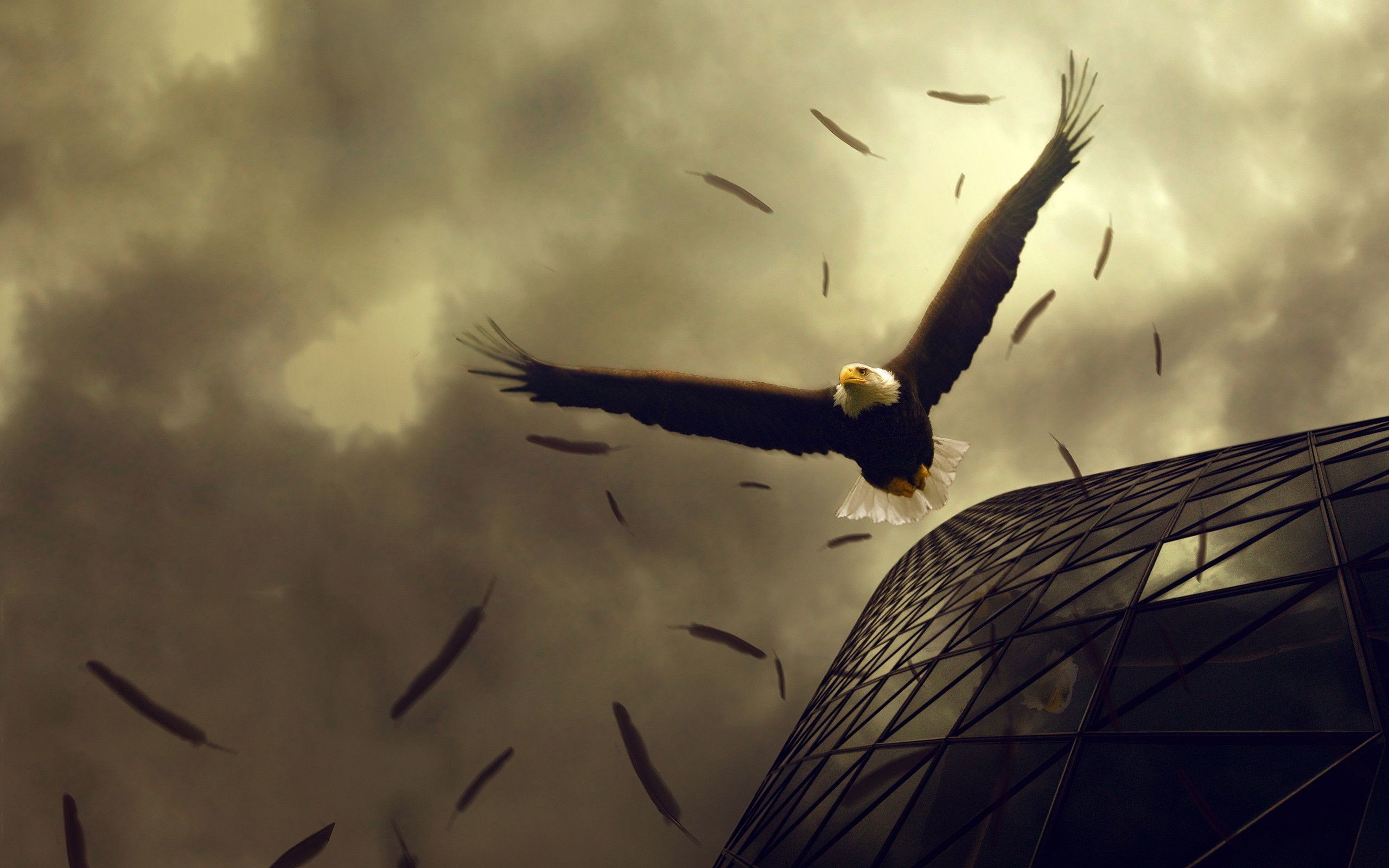 Flying Eagle Wallpaper ·① WallpaperTag
