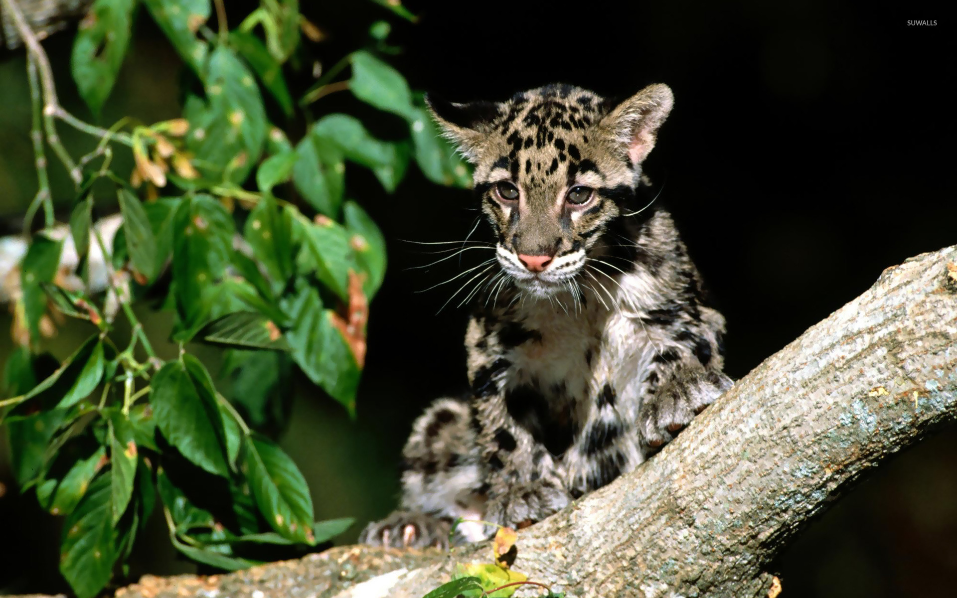 Clouded Leopard Wallpaper ·① WallpaperTag