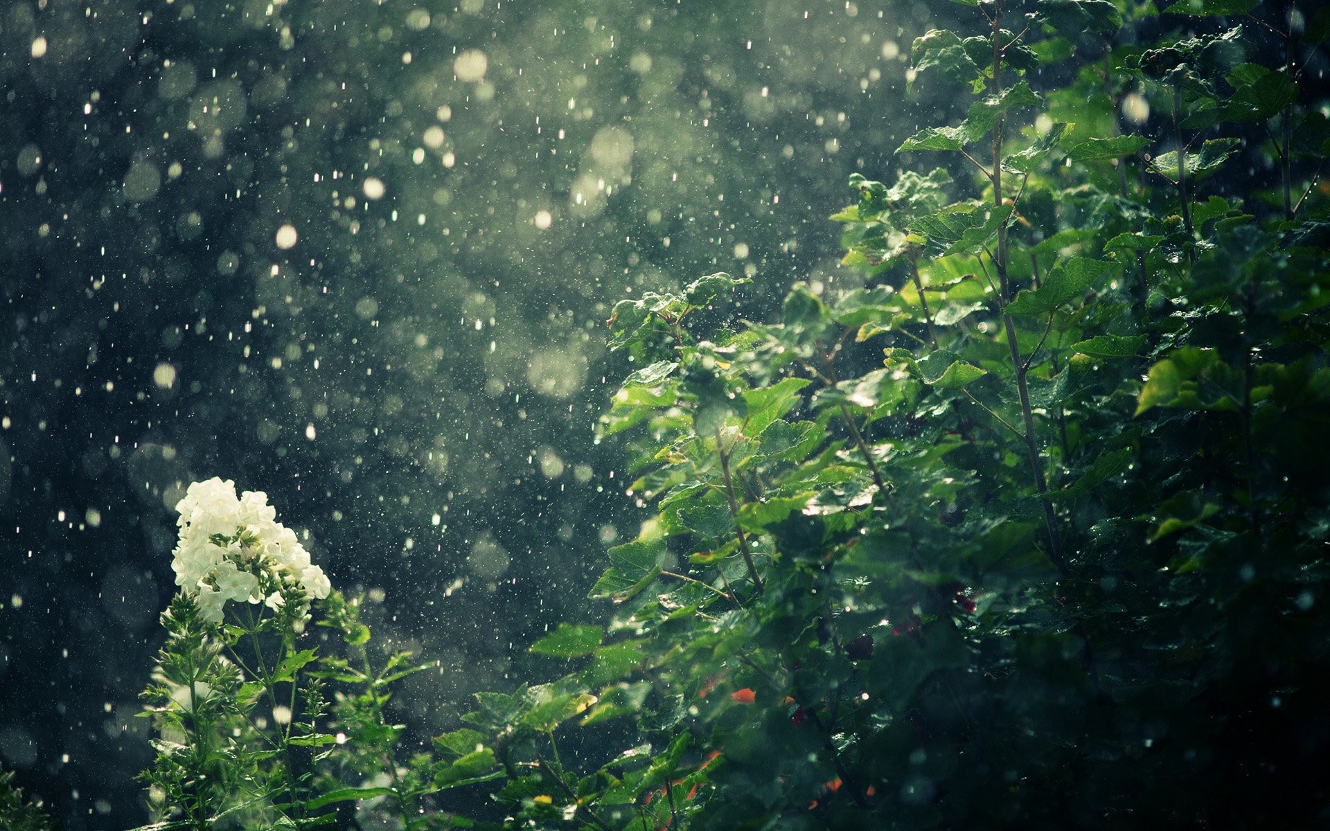 Nature Rain Wallpaper ·① WallpaperTag