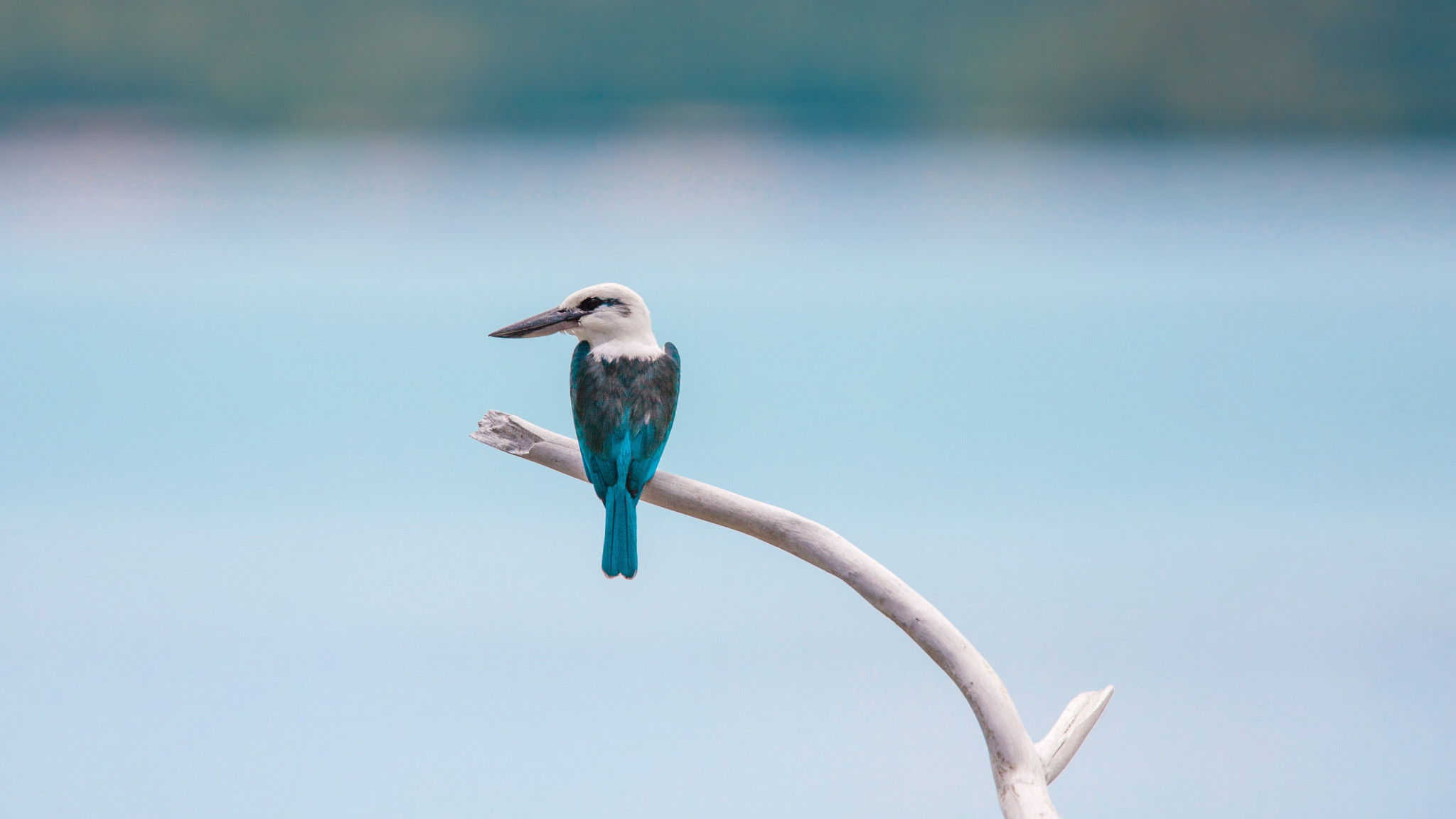 Blue Bird Wallpaper ·① WallpaperTag
