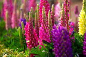 SprinGTRap Wallpapers ·① WallpaperTag